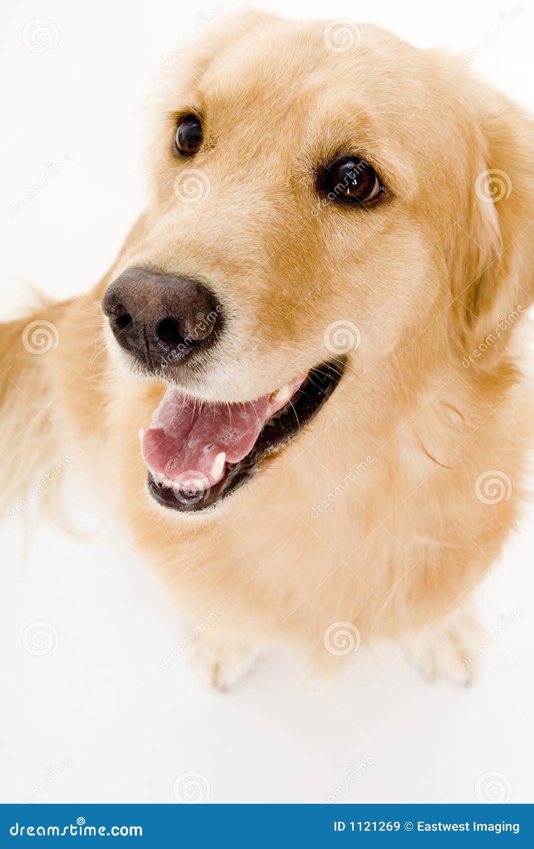 Starende Hond stock afbeelding. Image of opgeleid, jong - 1121269