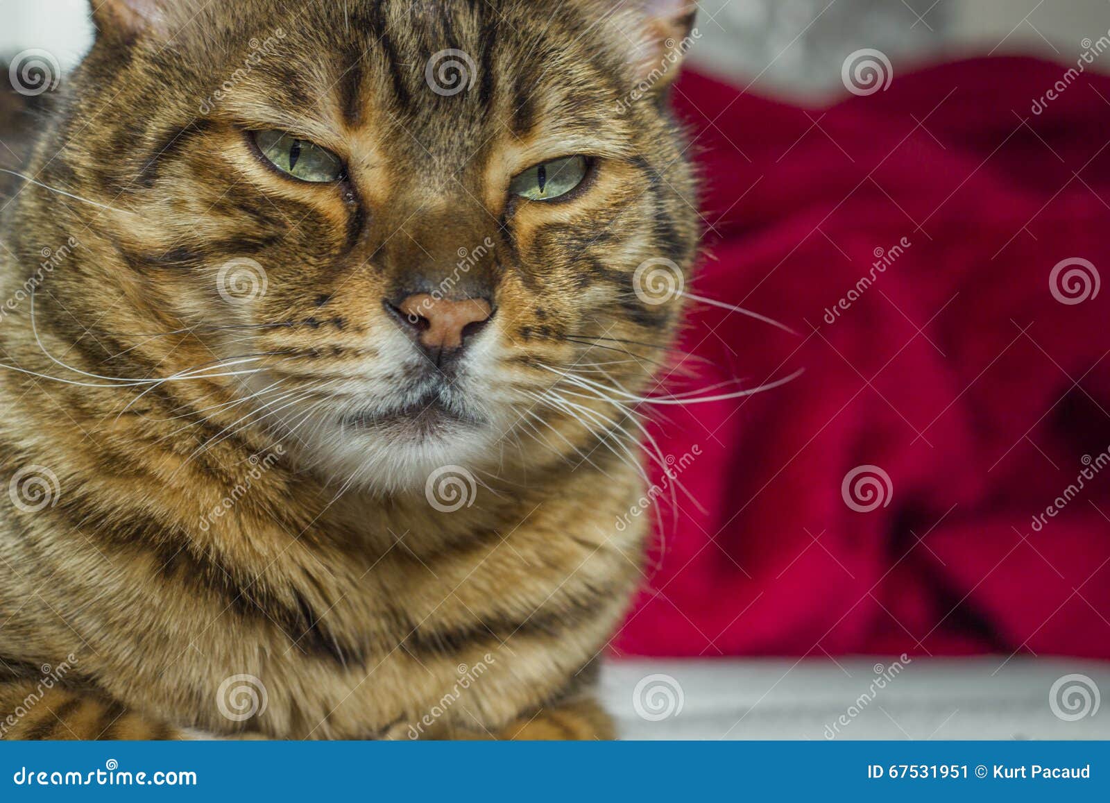 Starende Oranje Gestreepte Kat Met Groene Ogen Stock Afbeelding - Image ...