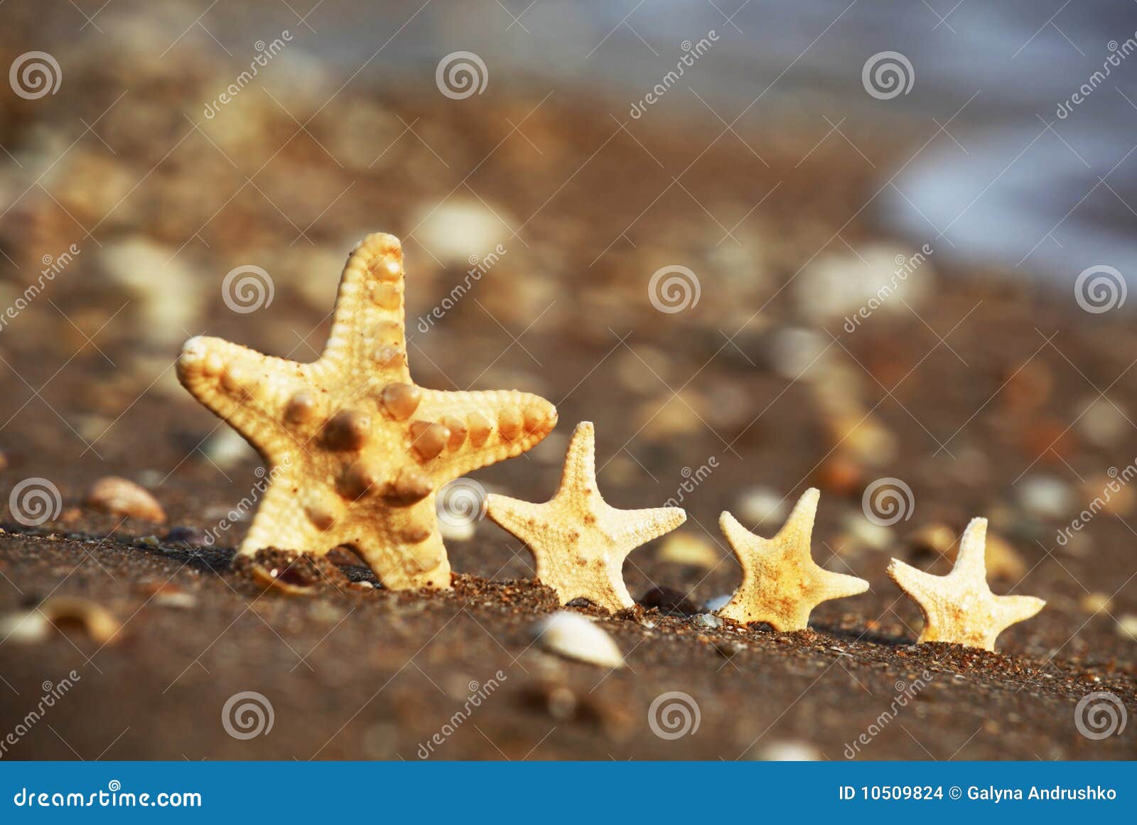 Starfish stock photo. Image of starfish, ocean, fish - 10509824
