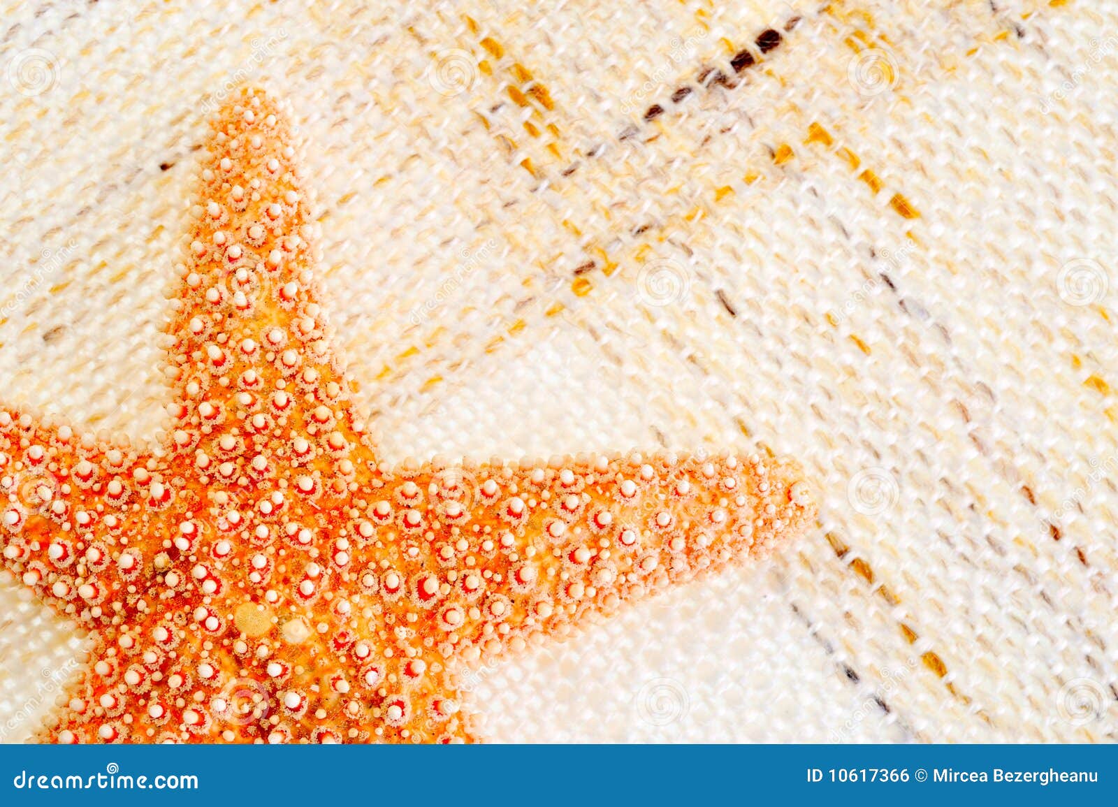 Starfish stock photo. Image of biology, brown, texture - 10617366