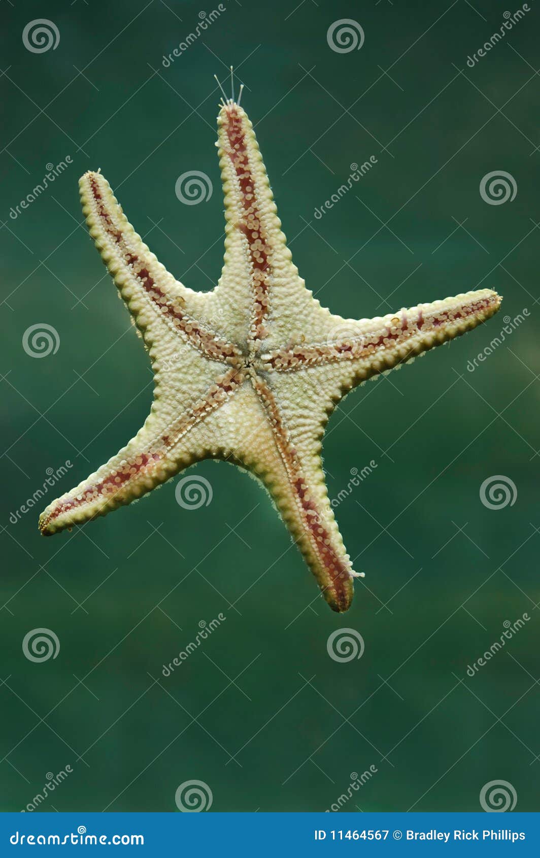 Starfish stock image. Image of life, star, five, arms - 11464567