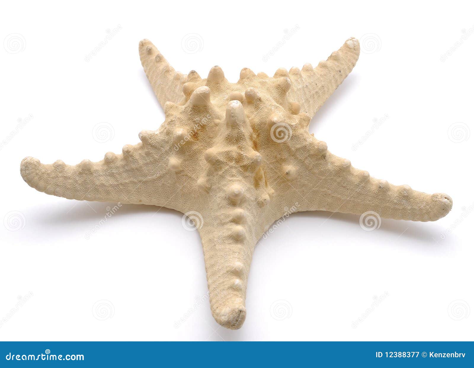 Starfish Endoskeleton Stock Photos - Free & Royalty-Free Stock Photos ...
