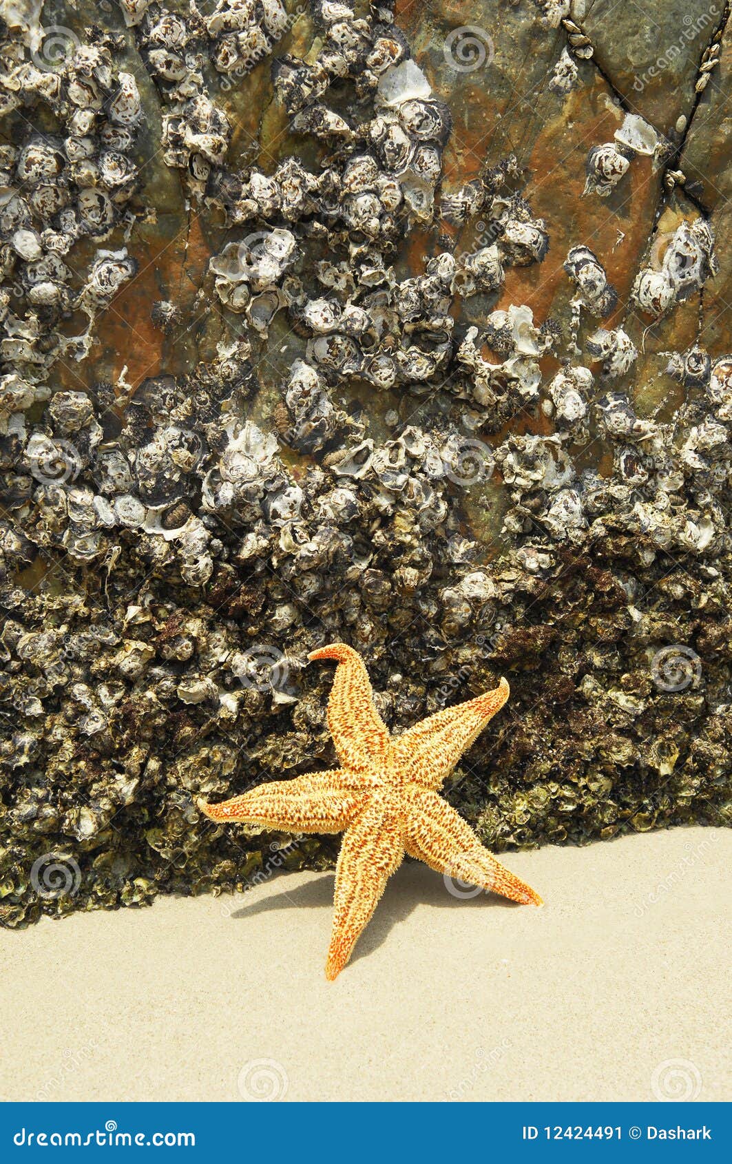 Starfish stock image. Image of isolated, bright, nature - 12424491