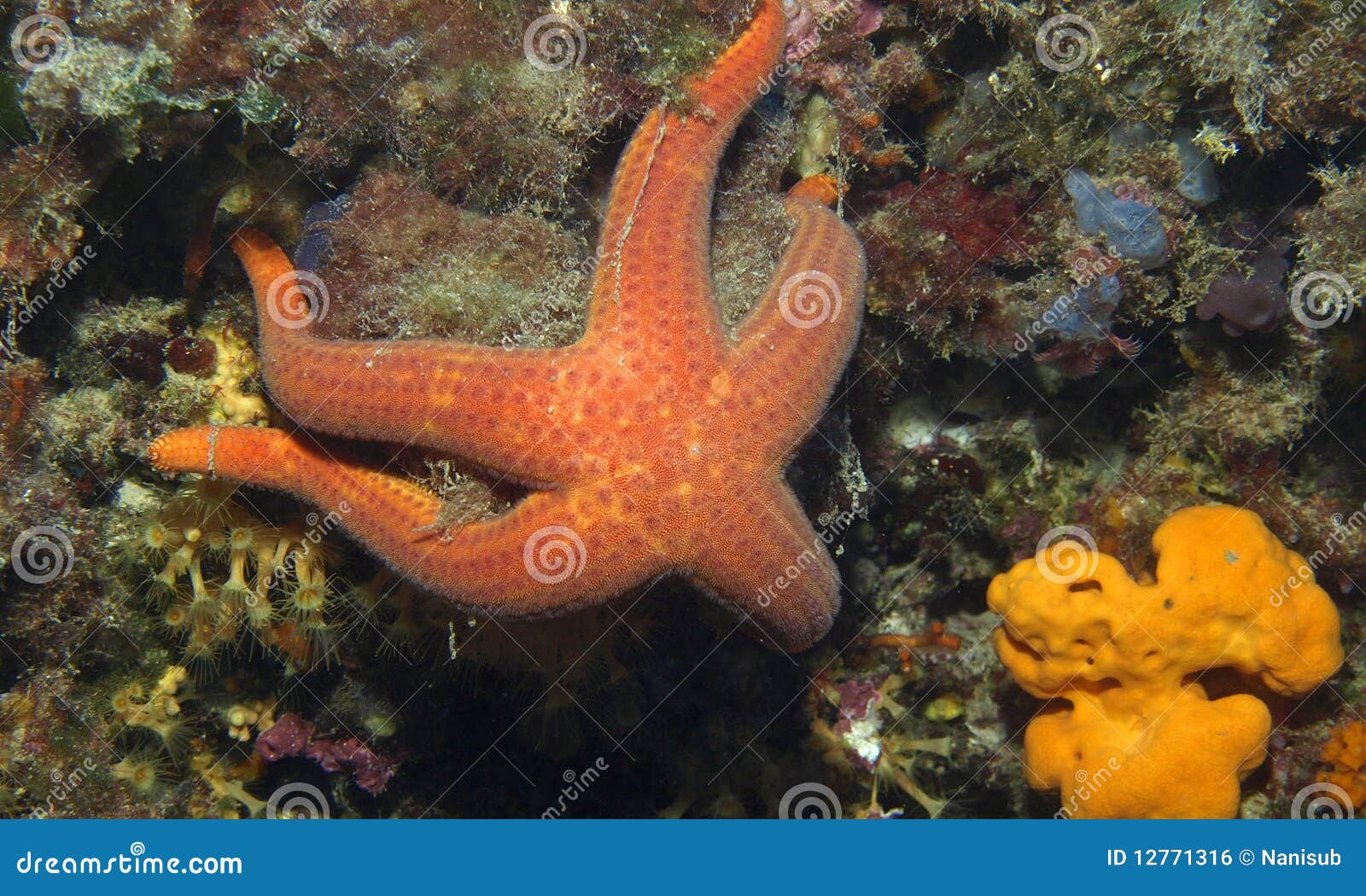 Starfish stock photo. Image of starfish, echinaster, armas - 12771316