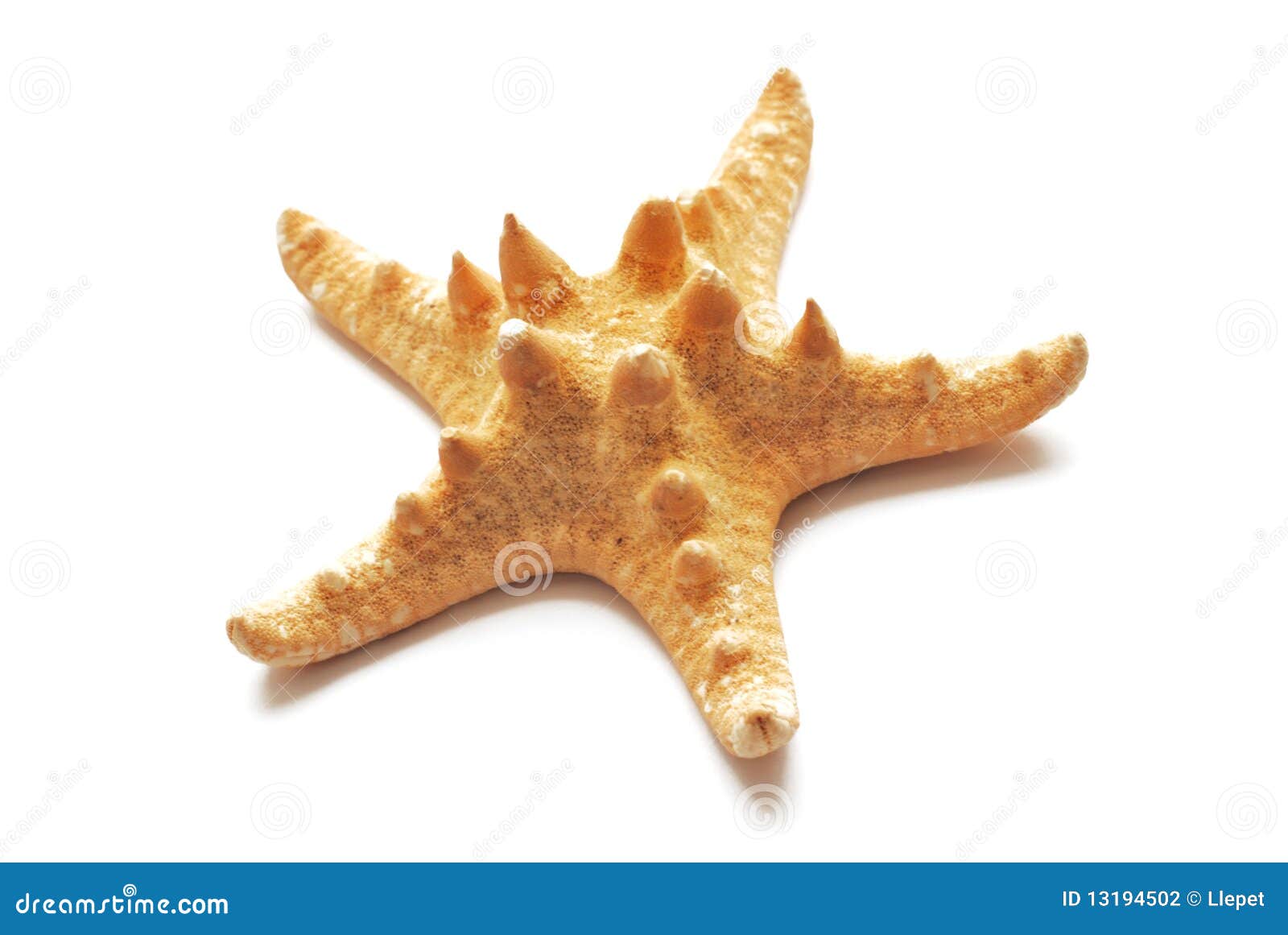 Starfish stock photo. Image of fish, shape, isolated - 13194502