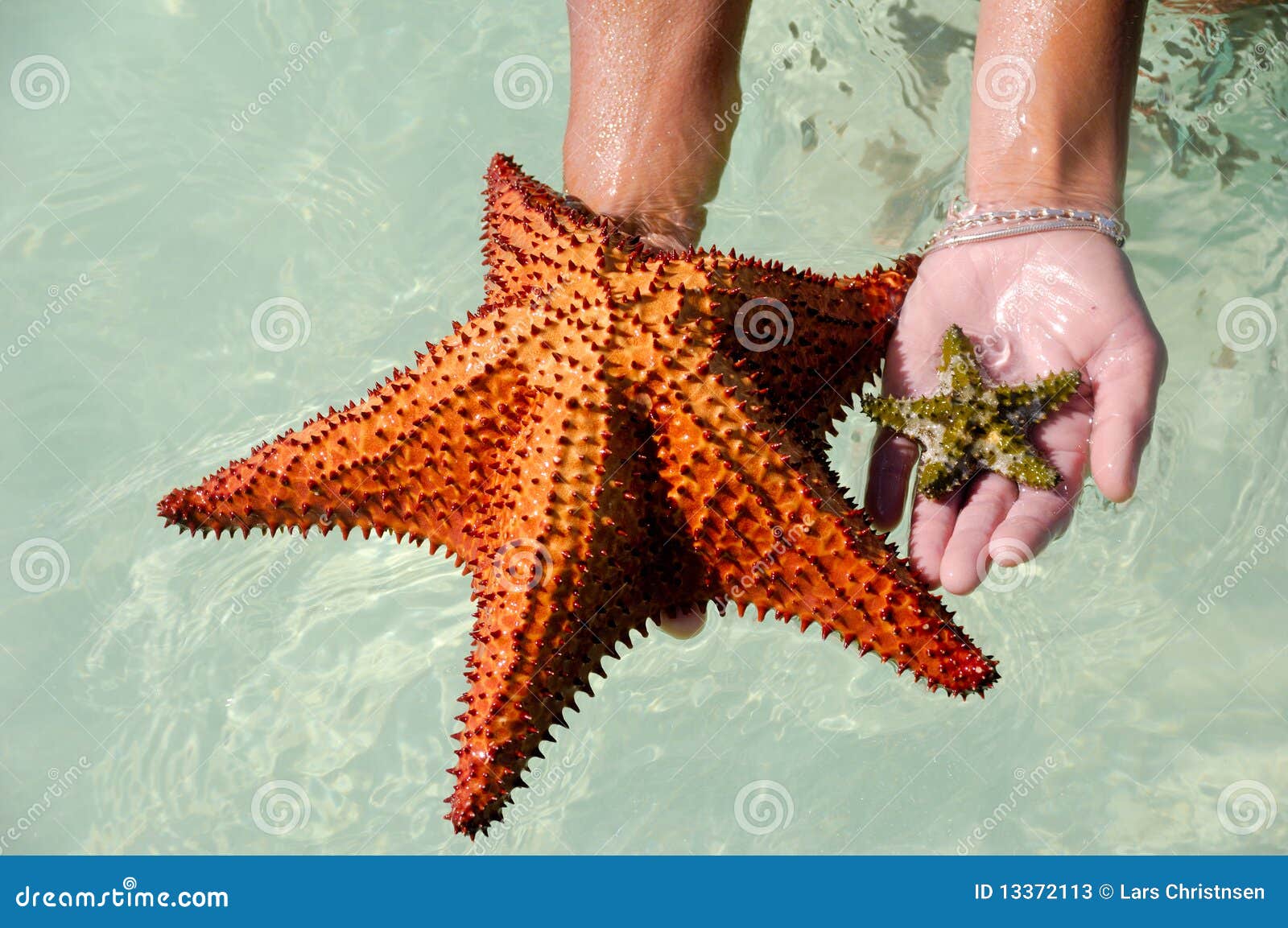 Starfish stock image. Image of hand, beautiful, ocean - 13372113