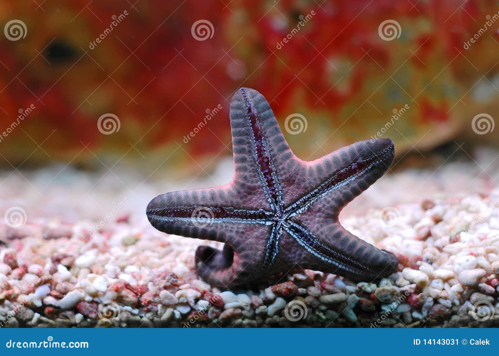 Starfish stock image. Image of shape, holiday, crustacean - 14143031