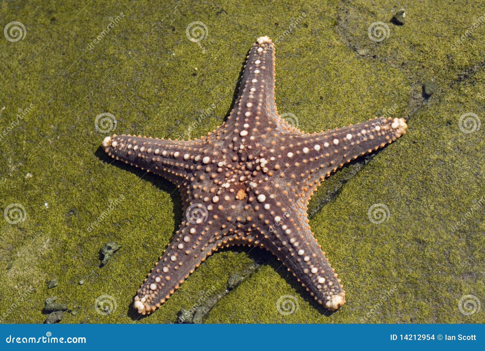 Starfish stock photo. Image of stress, wild, water, sand - 14212954