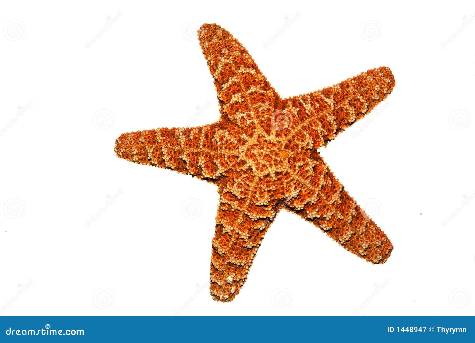 Starfish stock image. Image of beach, biology, coarse - 1448947