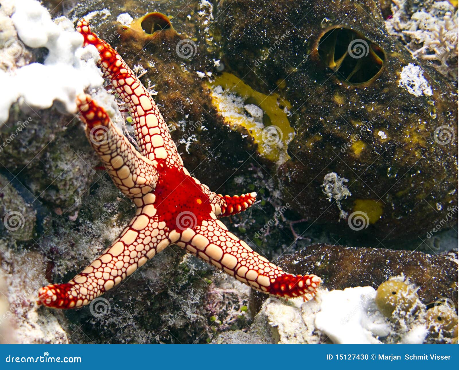 Starfish stock photo. Image of aquatic, legs, five, sealife - 15127430