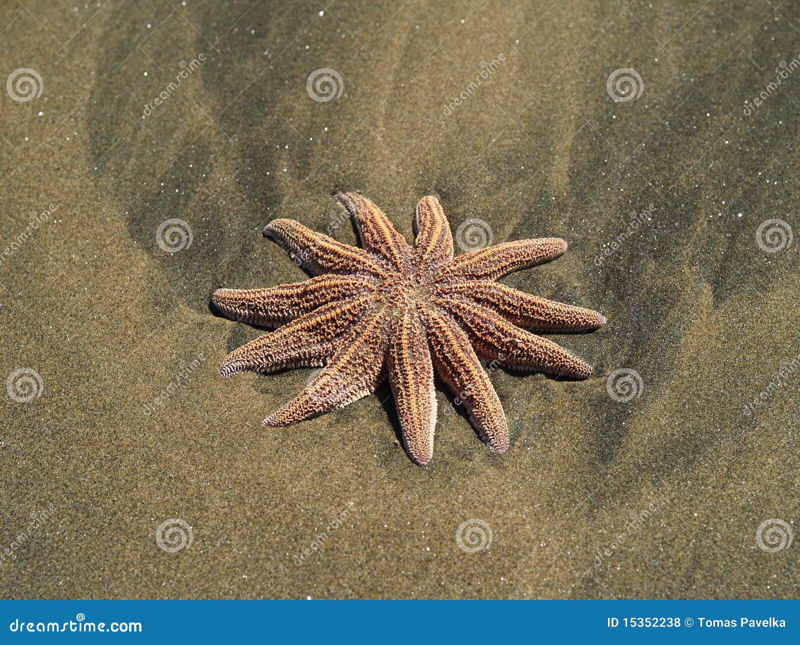 Starfish stock photo. Image of life, muriwai, zealand - 15352238