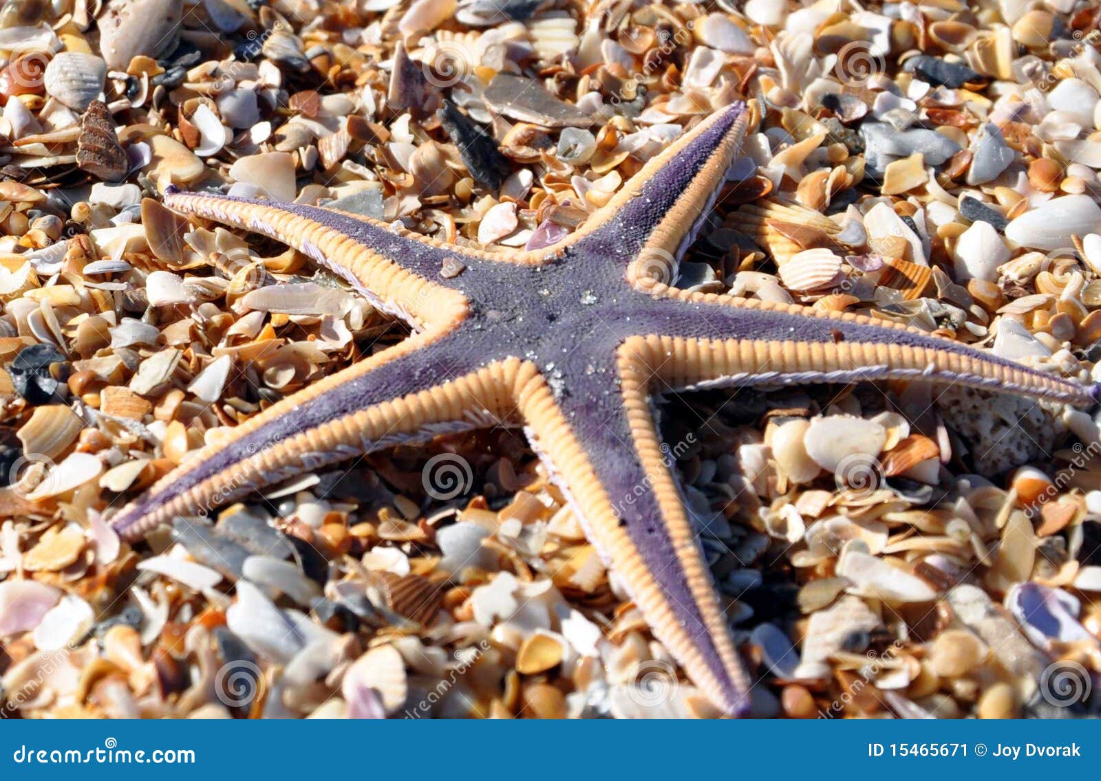 Starfish stock image. Image of coast, shells, life, seashells - 15465671