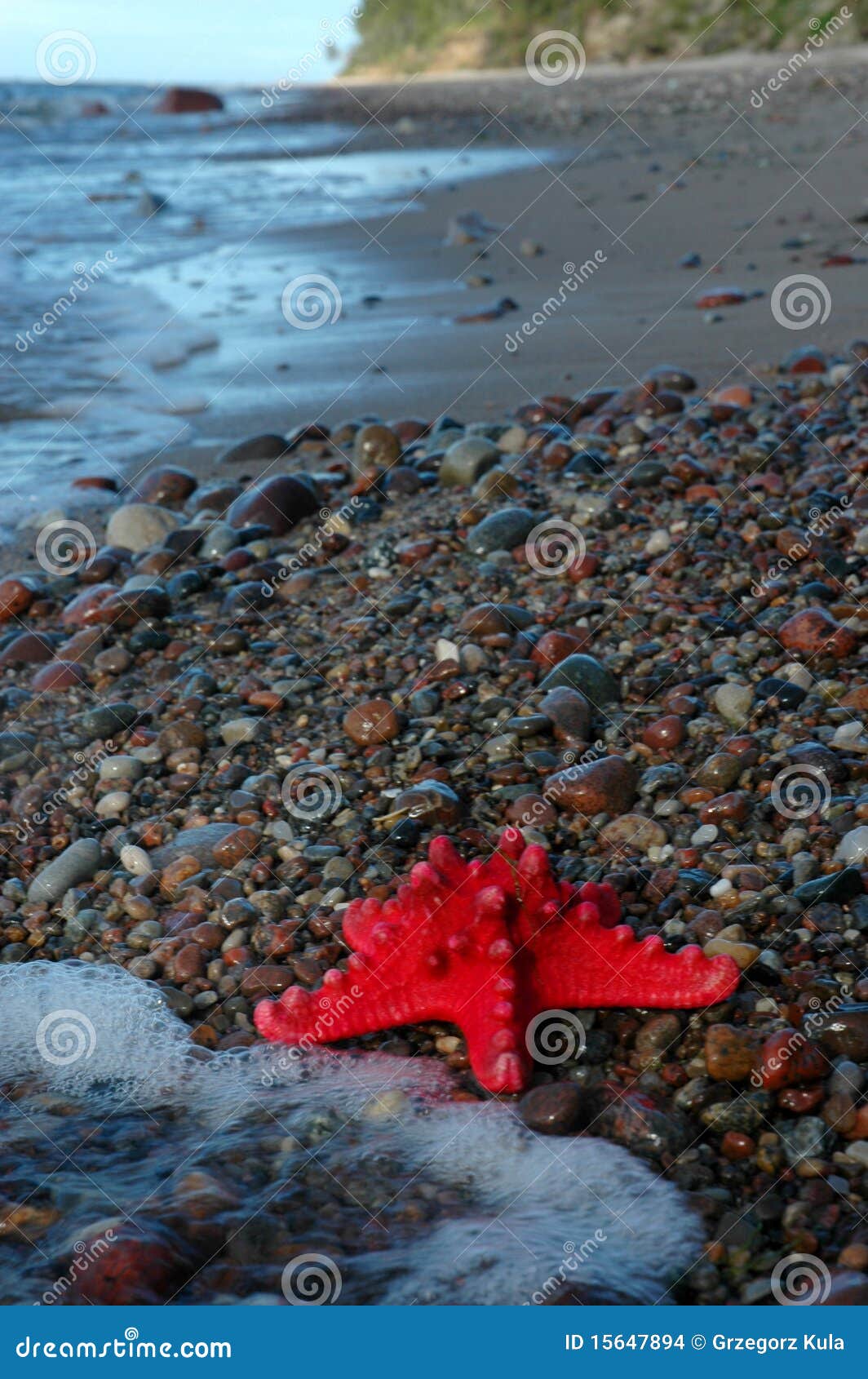 Starfish stock photo. Image of starfish, wave, blue, waves - 15647894