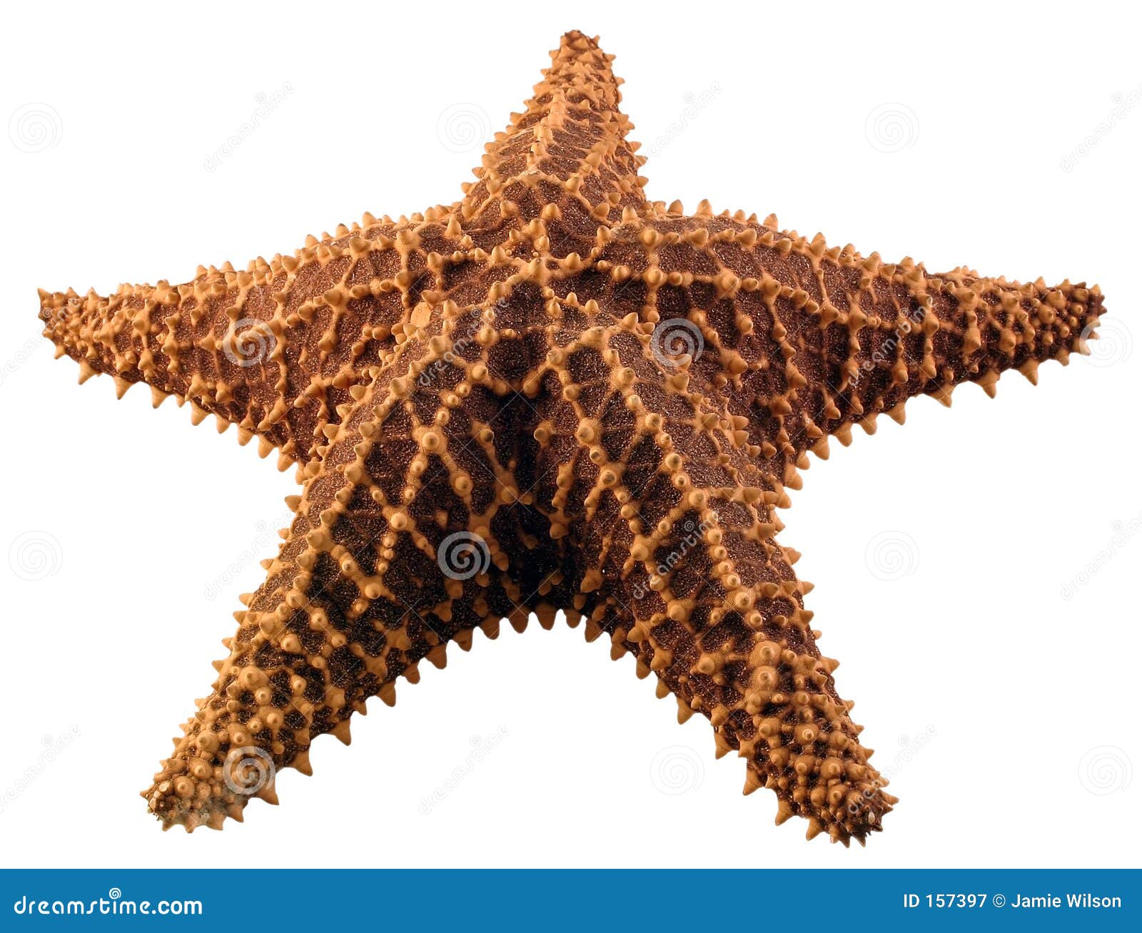 StarFish stock image. Image of water, points, isolated - 157397