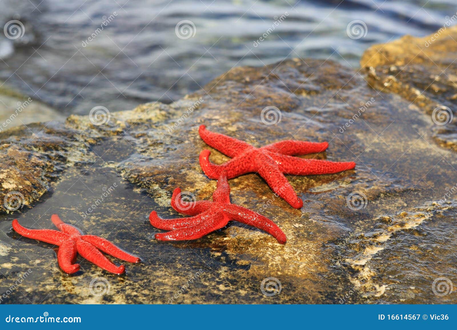 Starfish stock image. Image of vertical, beach, tourism - 16614567