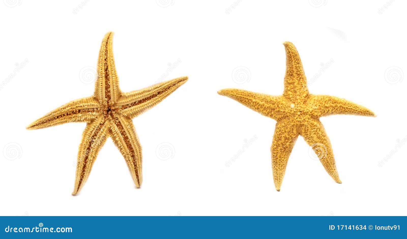 Starfish stock photo. Image of black, special, yellow - 17141634