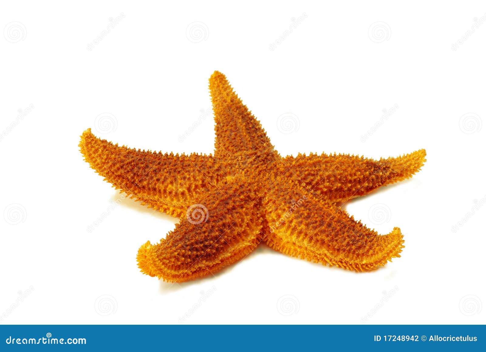 Starfish stock photo. Image of journey, shellfish, mollusk - 17248942