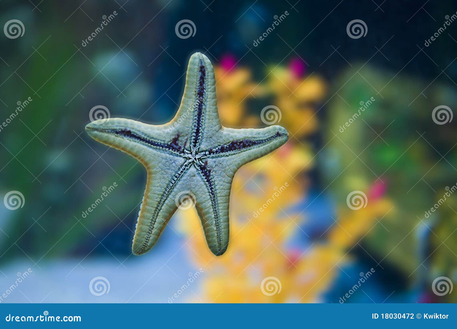 Starfish stock photo. Image of close, coral, reef, starfish - 18030472