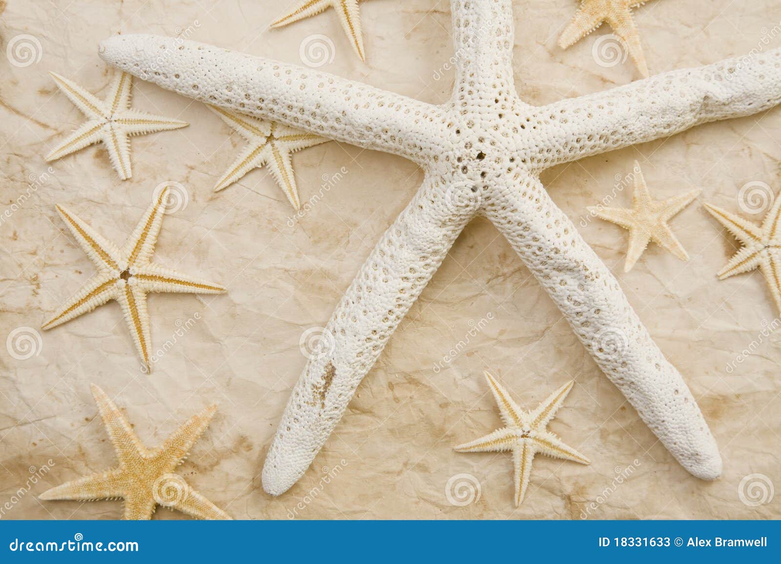 Starfish stock image. Image of sepia, background, starfish - 18331633