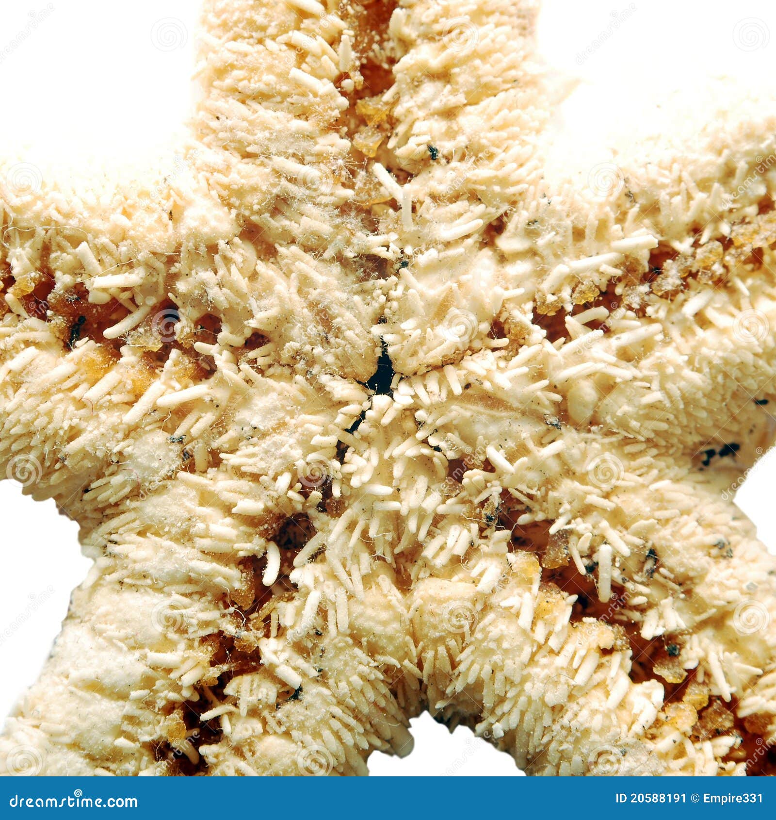 Starfish stock image. Image of dried, marine, animal - 20588191