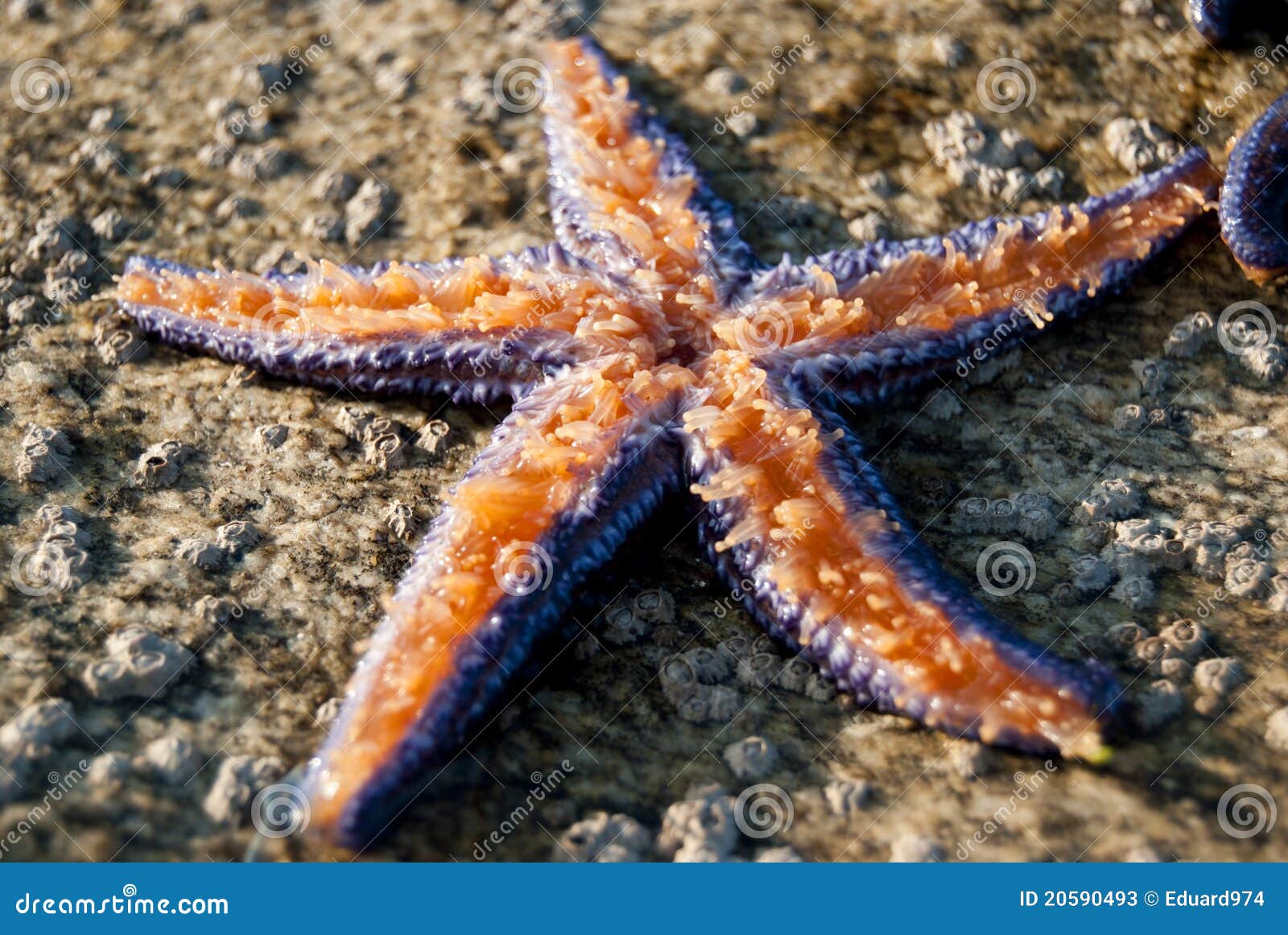 Starfish stock image. Image of coastline, color, life - 20590493