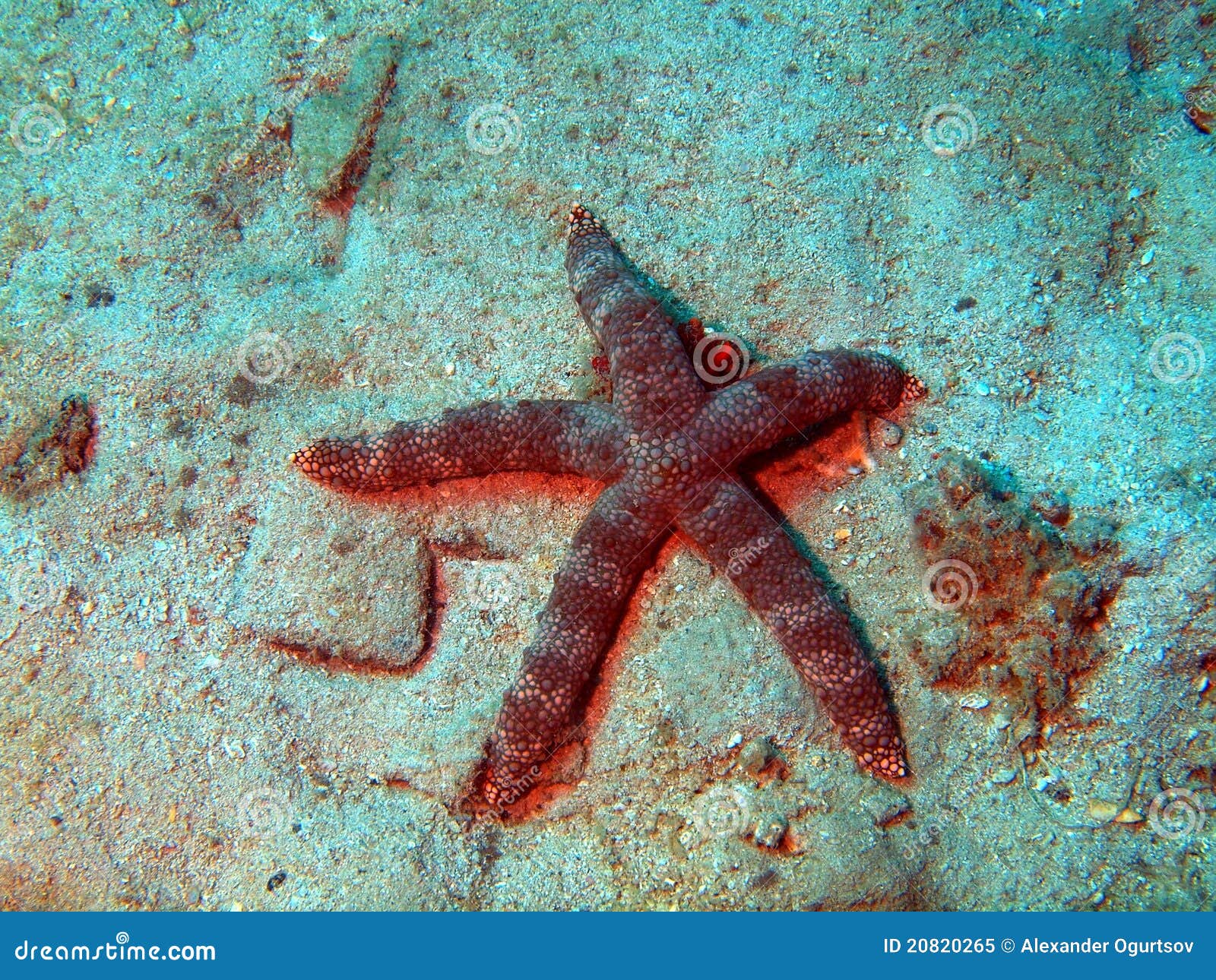 Starfish stock image. Image of dive, invertebrate, world - 20820265