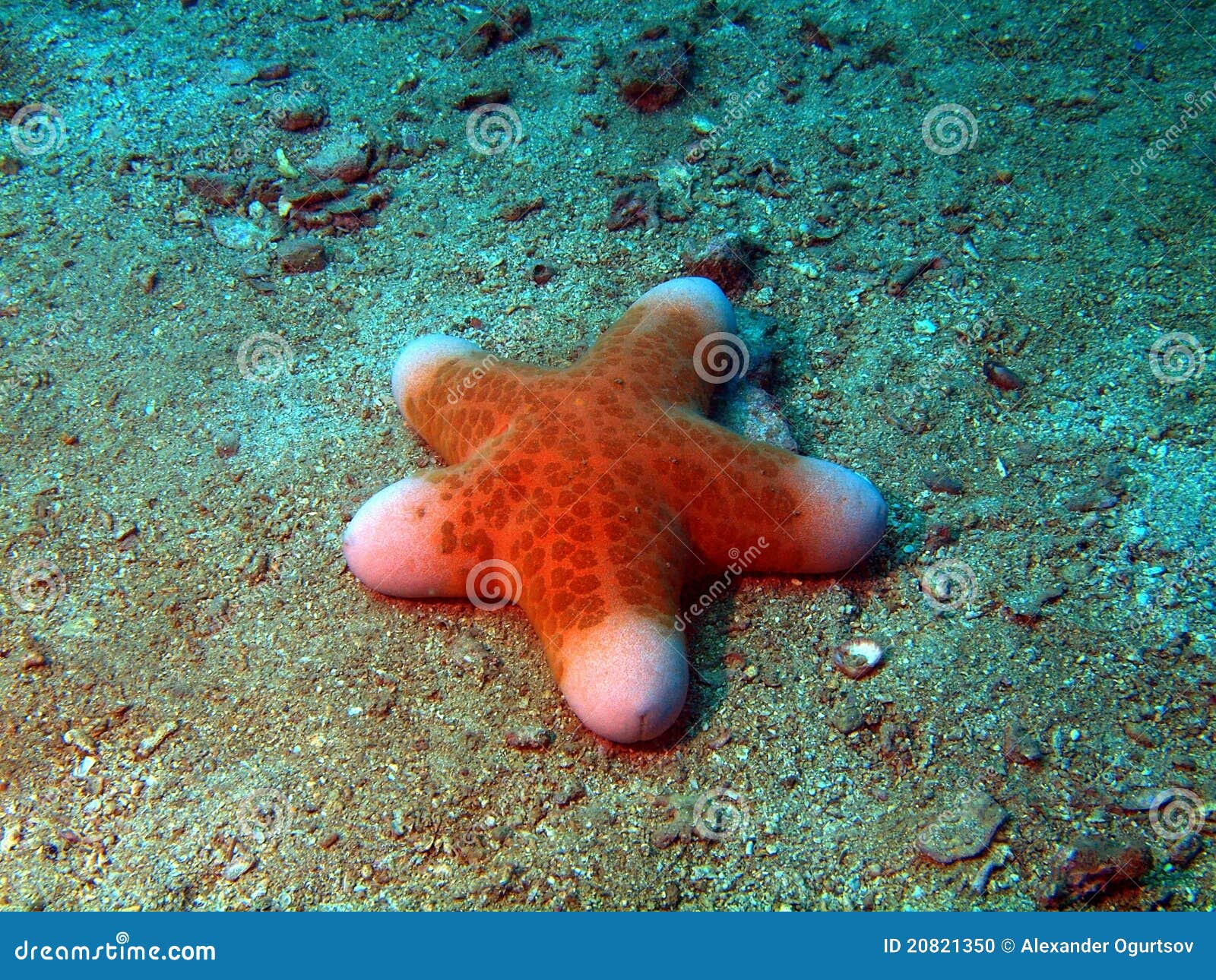Starfish stock photo. Image of dive, starfish, nature - 20821350