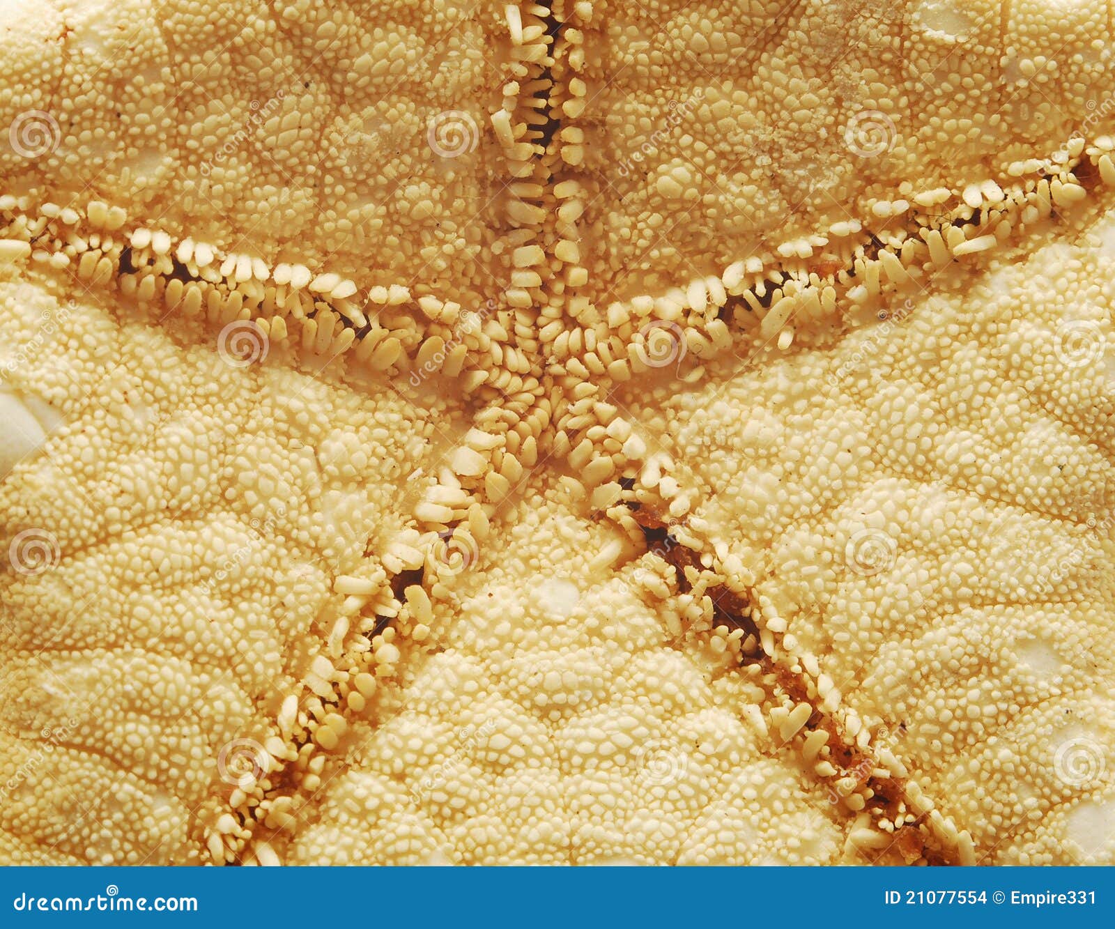 Starfish stock photo. Image of coral, starfish, macro - 21077554