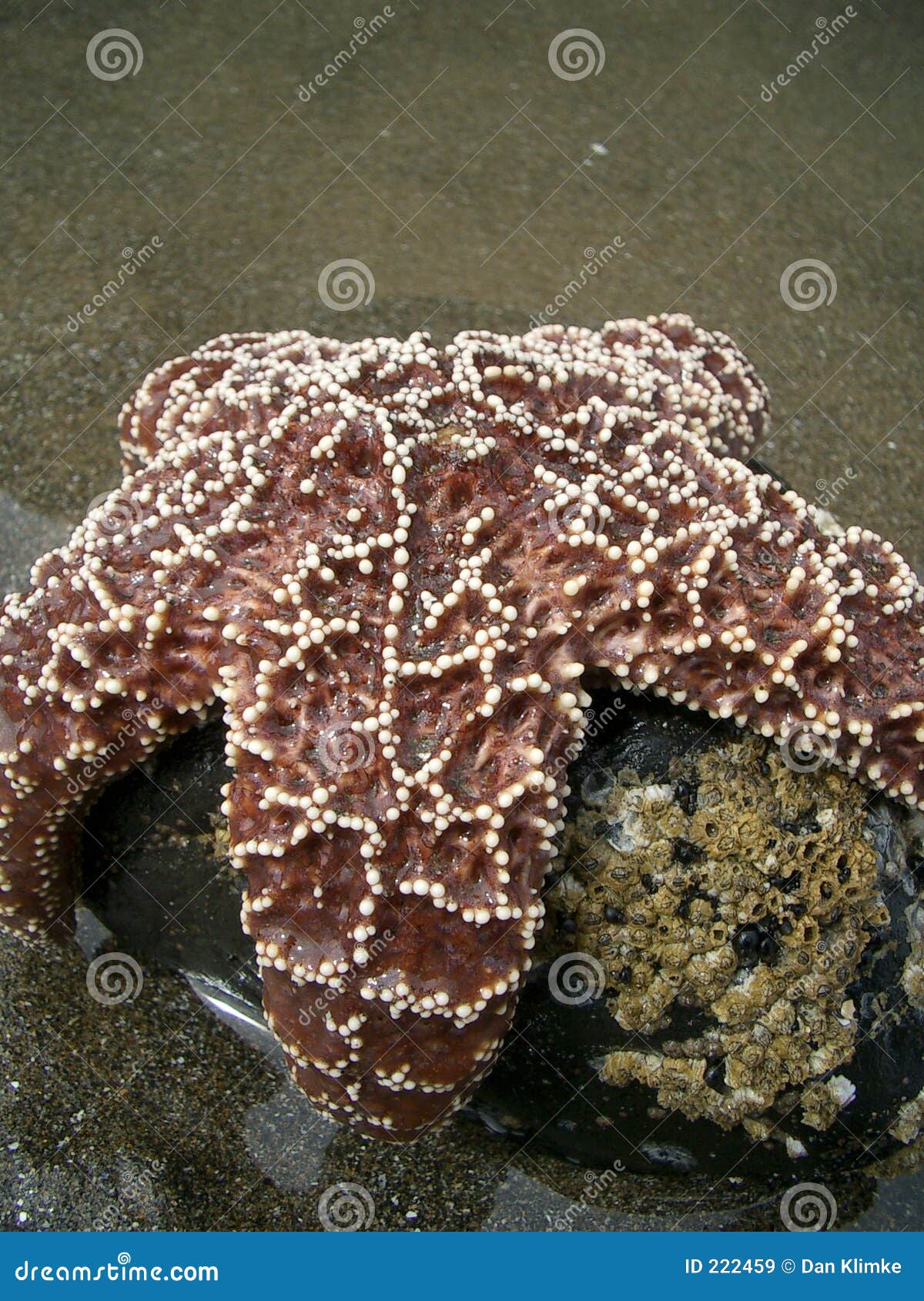 Starfish stock image. Image of beach, pink, macro, life - 222459