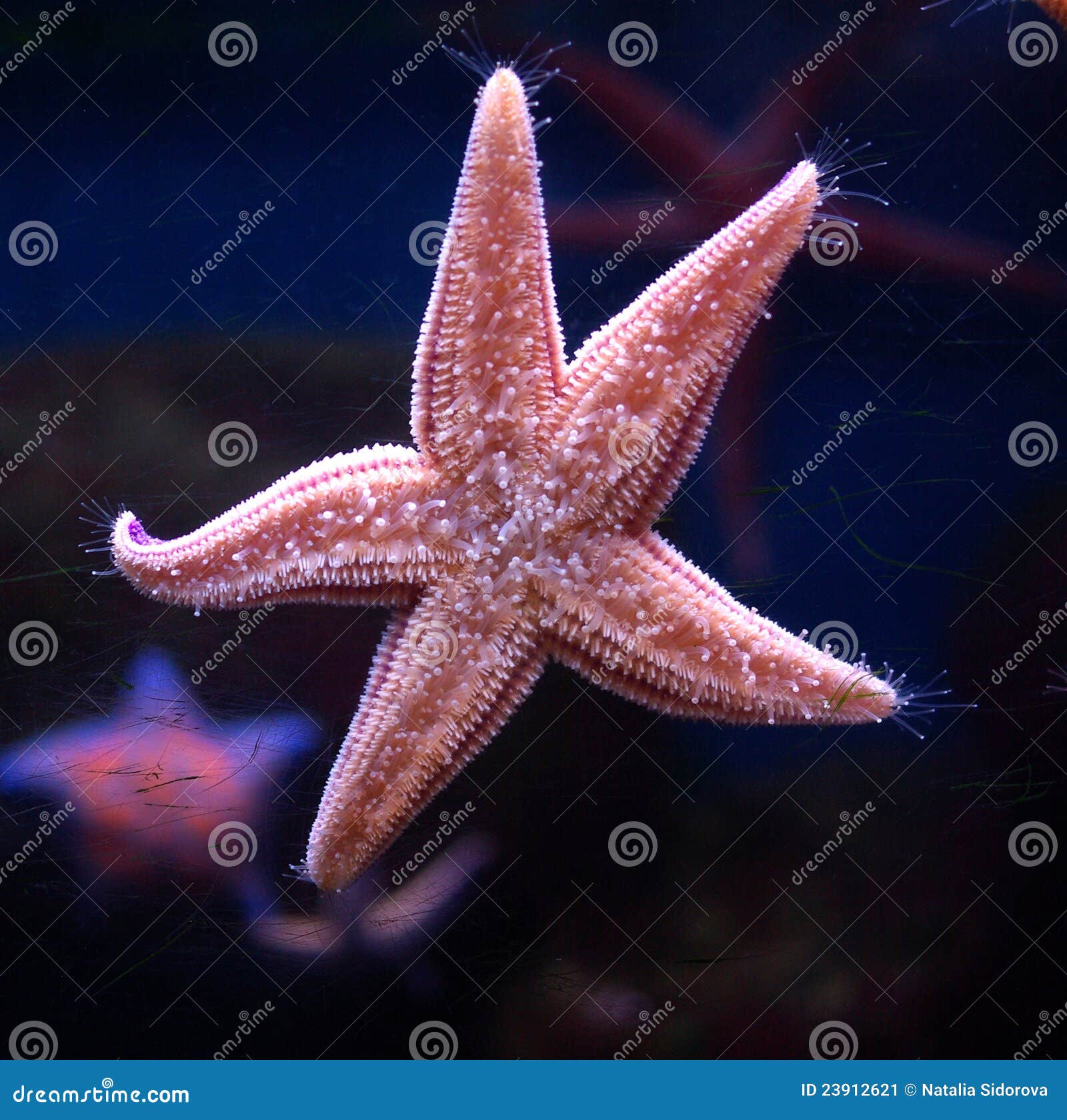 Starfish stock image. Image of water, wildllife, swiming - 23912621