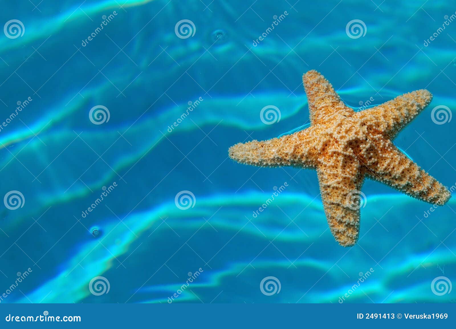 Starfish stock image. Image of nature, macro, arrange - 2491413