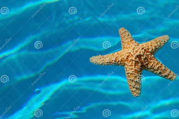 Starfish stock image. Image of nature, macro, arrange - 2491413