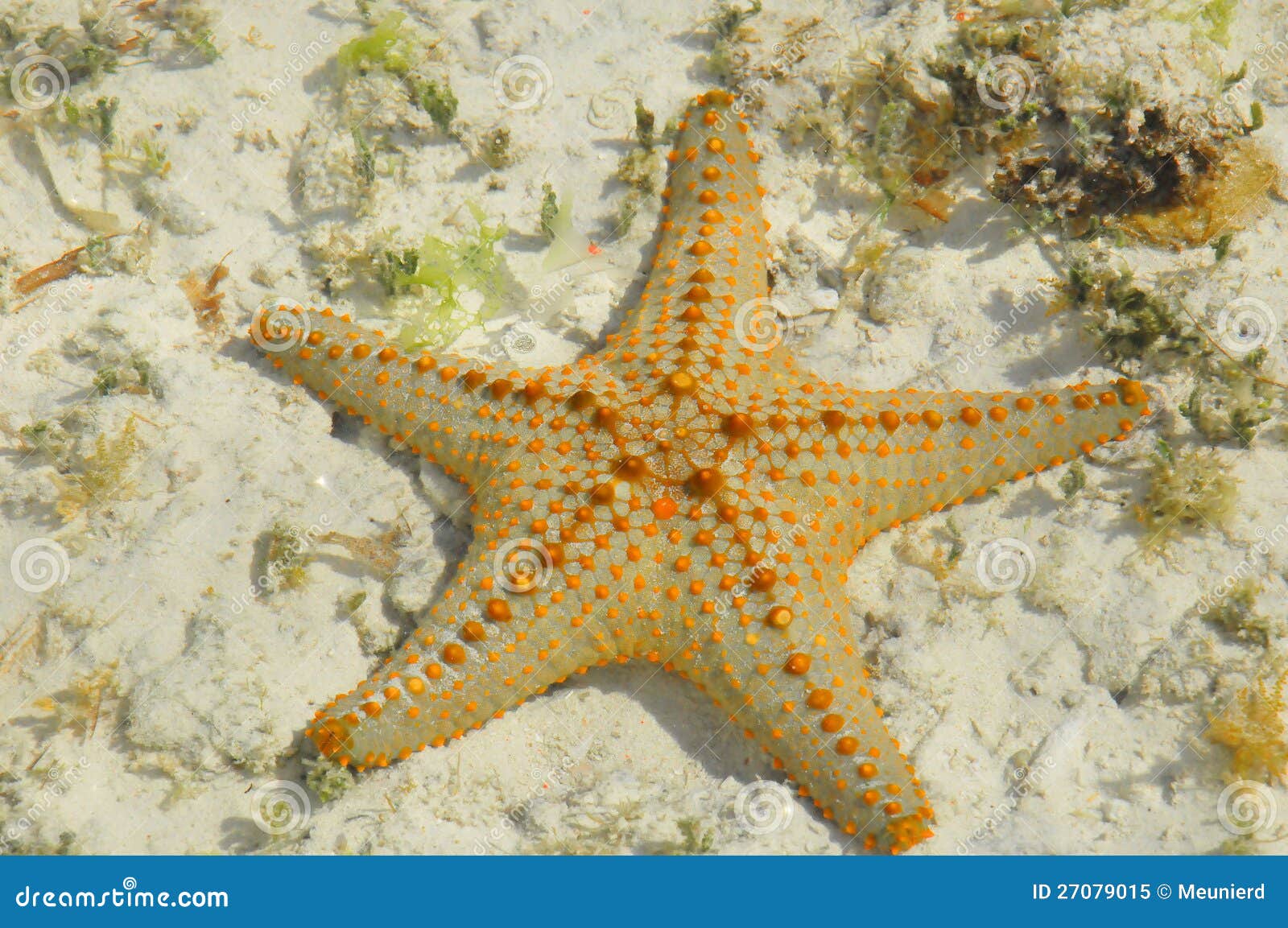 Starfish stock image. Image of names, caribbean, asteroidea - 27079015