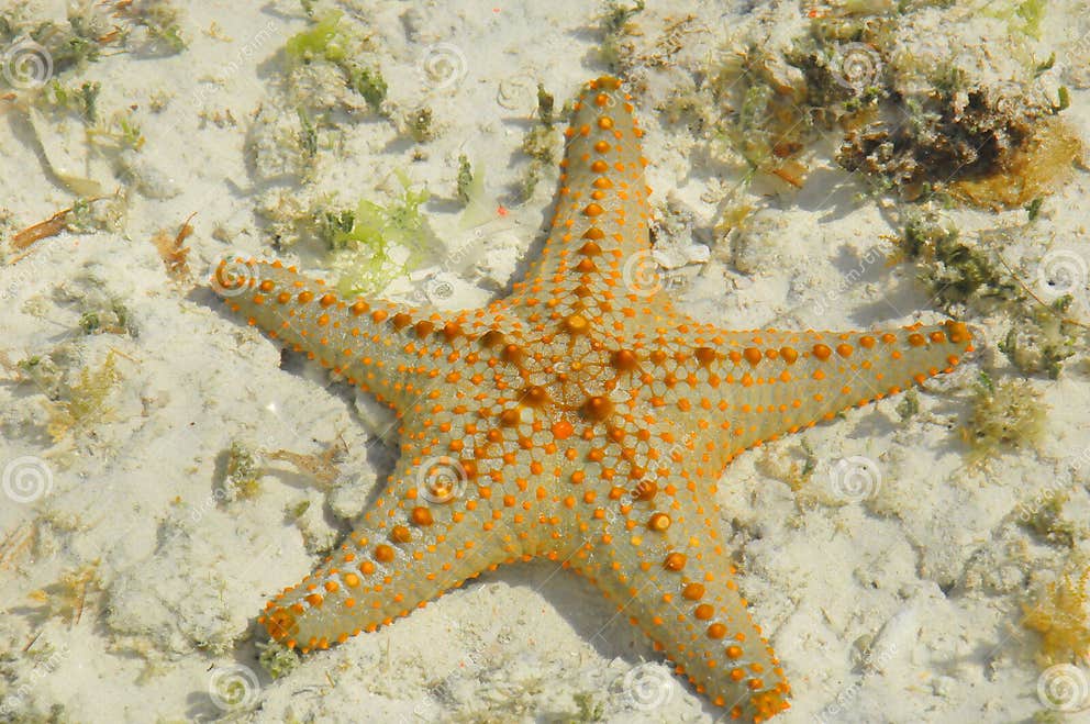 Starfish stock image. Image of names, caribbean, asteroidea - 27079015