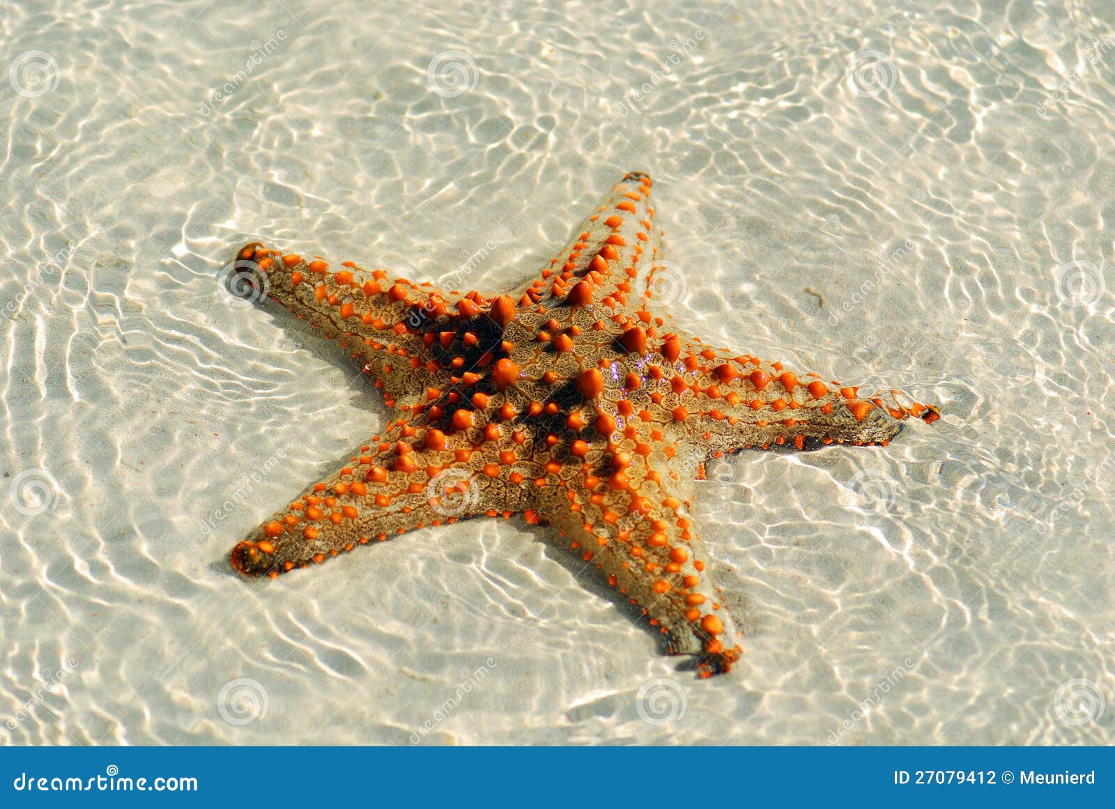 Starfish stock photo. Image of crystalline, asteroidea - 27079412