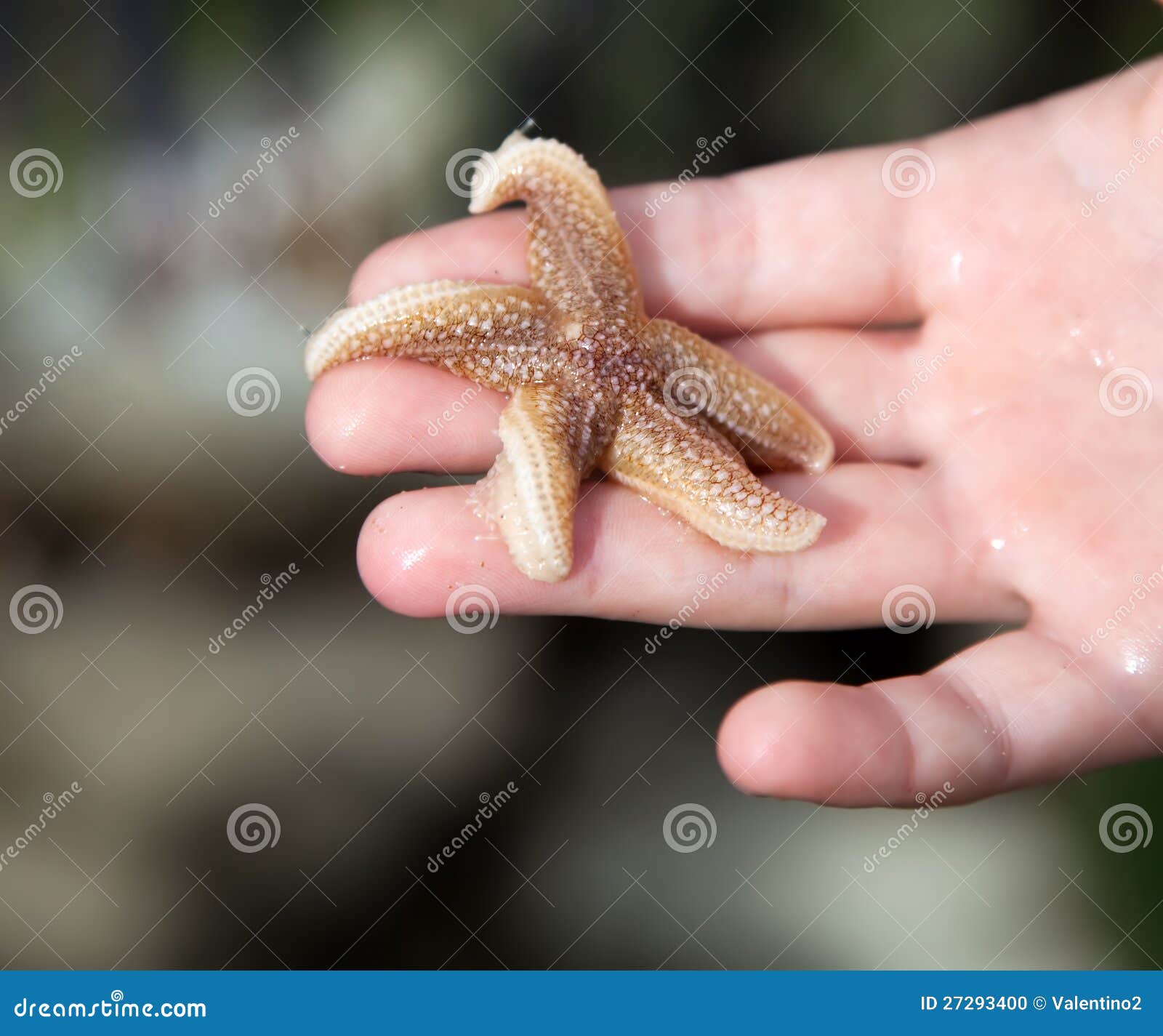 Starfish stock photo. Image of small, closeup, shore - 27293400