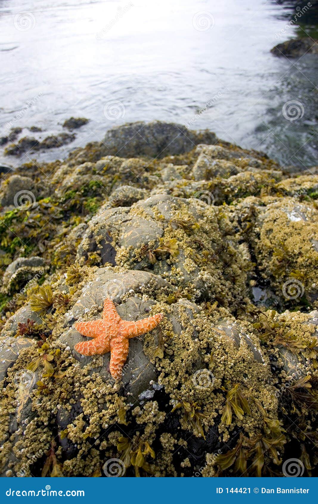 Starfish 3 stock image. Image of starfish, star, waves - 144421