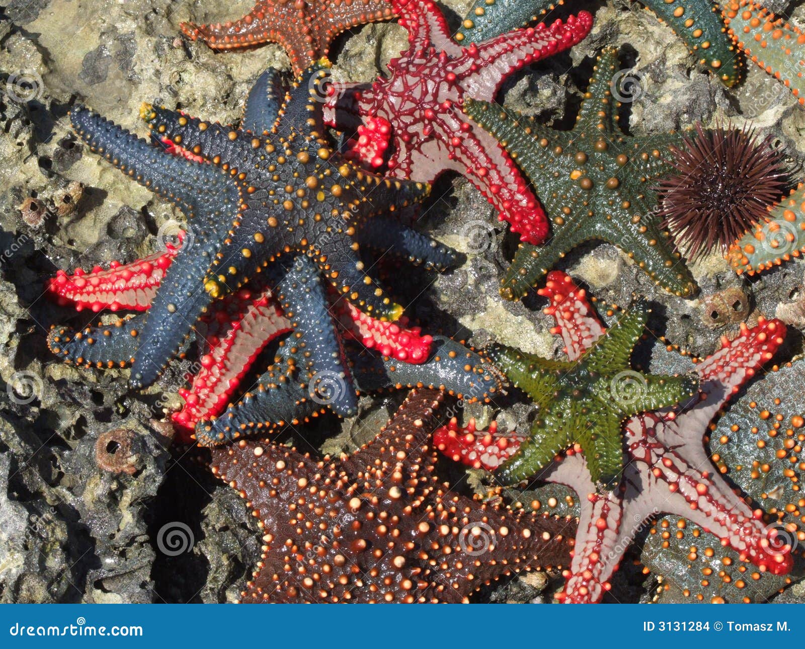 Starfish stock photo. Image of ocean, star, colour, coralreef - 3131284