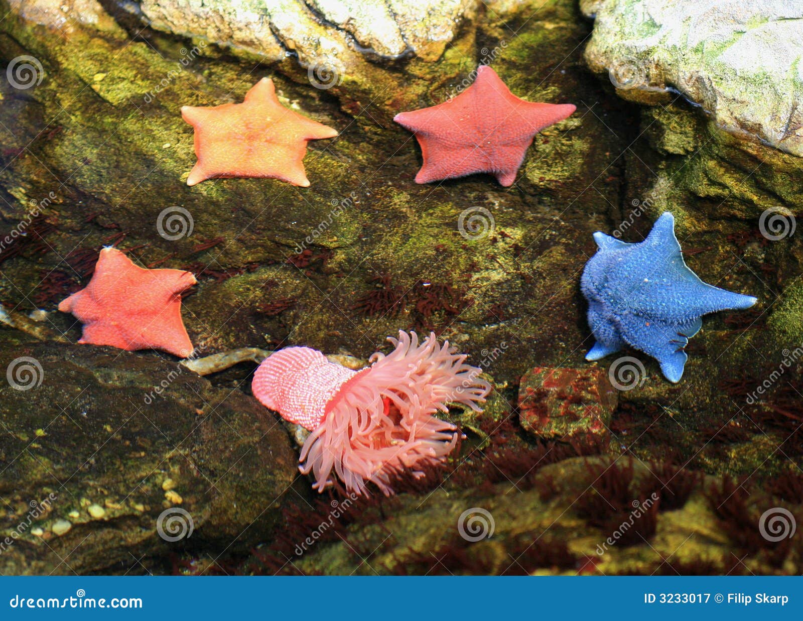 Starfish stock image. Image of colourful, starfish, colorful - 3233017