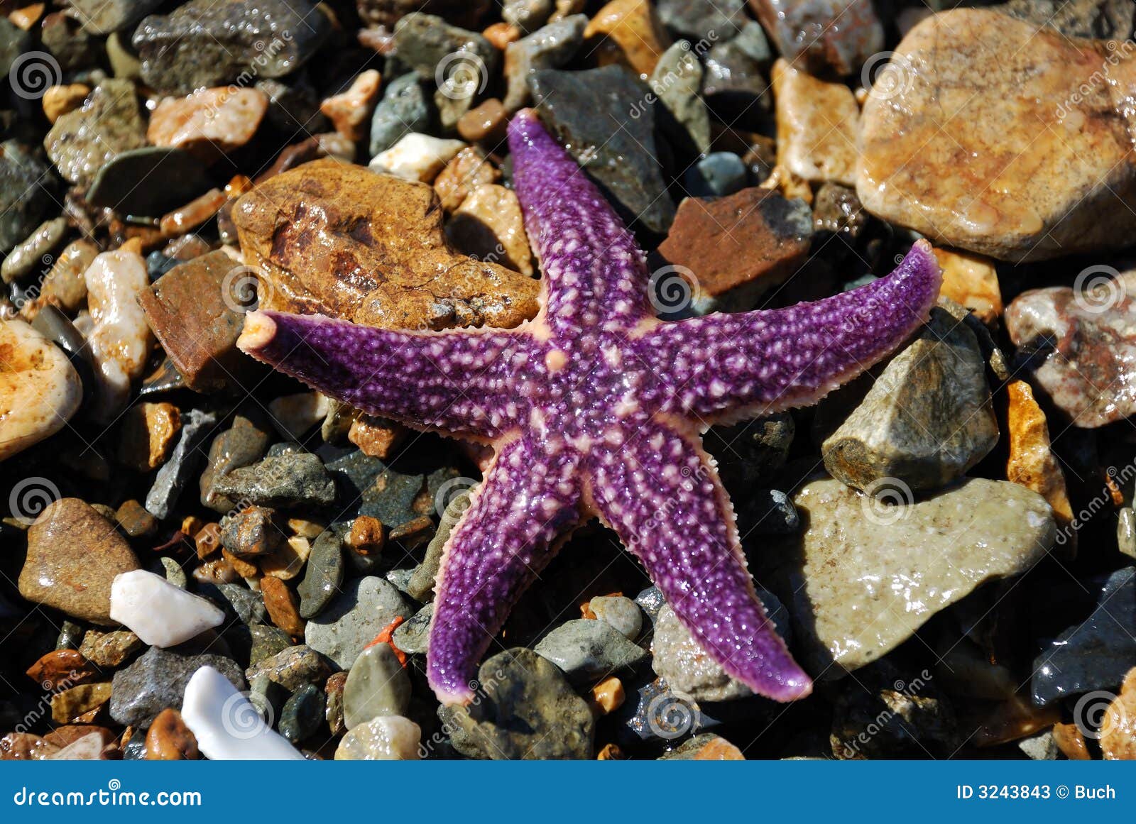 Starfish stock image. Image of shell, alive, tide, seaside - 3243843