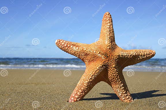 Starfish stock photo. Image of beach, tropical, coastal - 359024