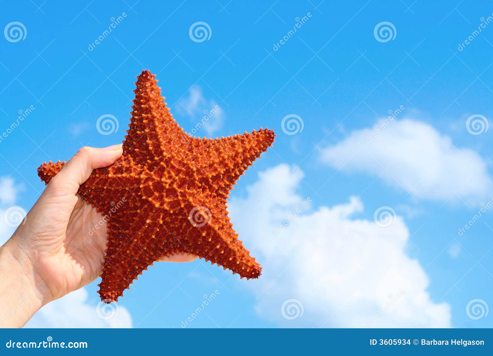 Starfish stock photo. Image of animal, holiday, colorful - 3605934