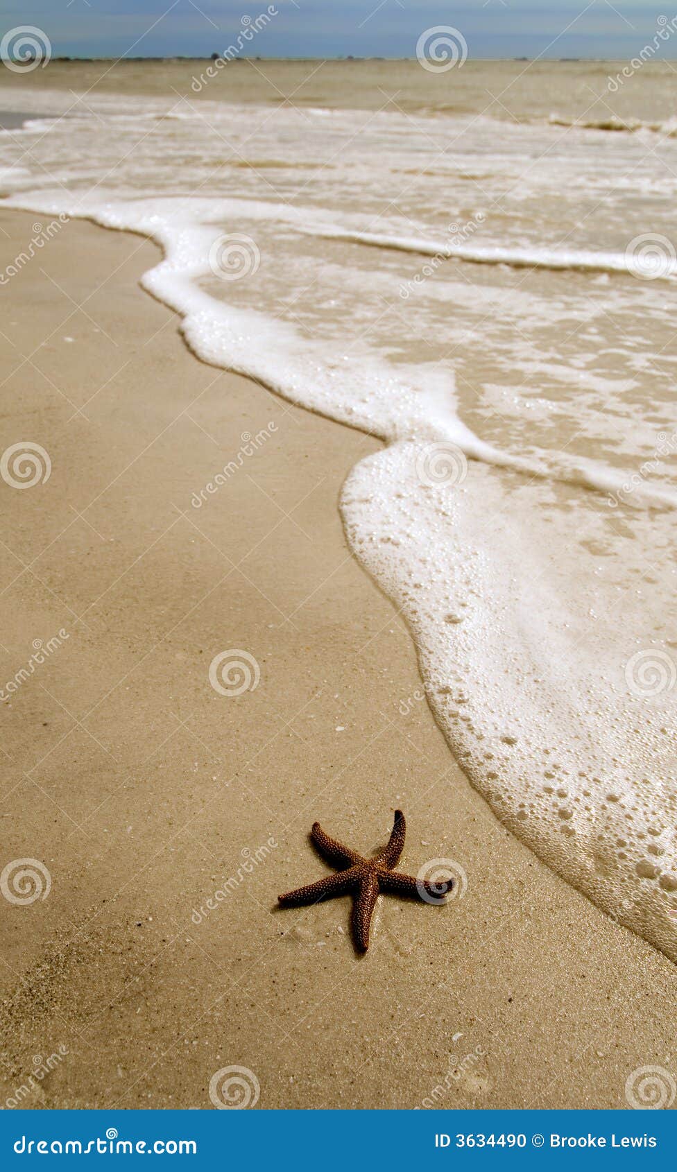 Starfish stock photo. Image of wildlife, sand, ocean, tide - 3634490