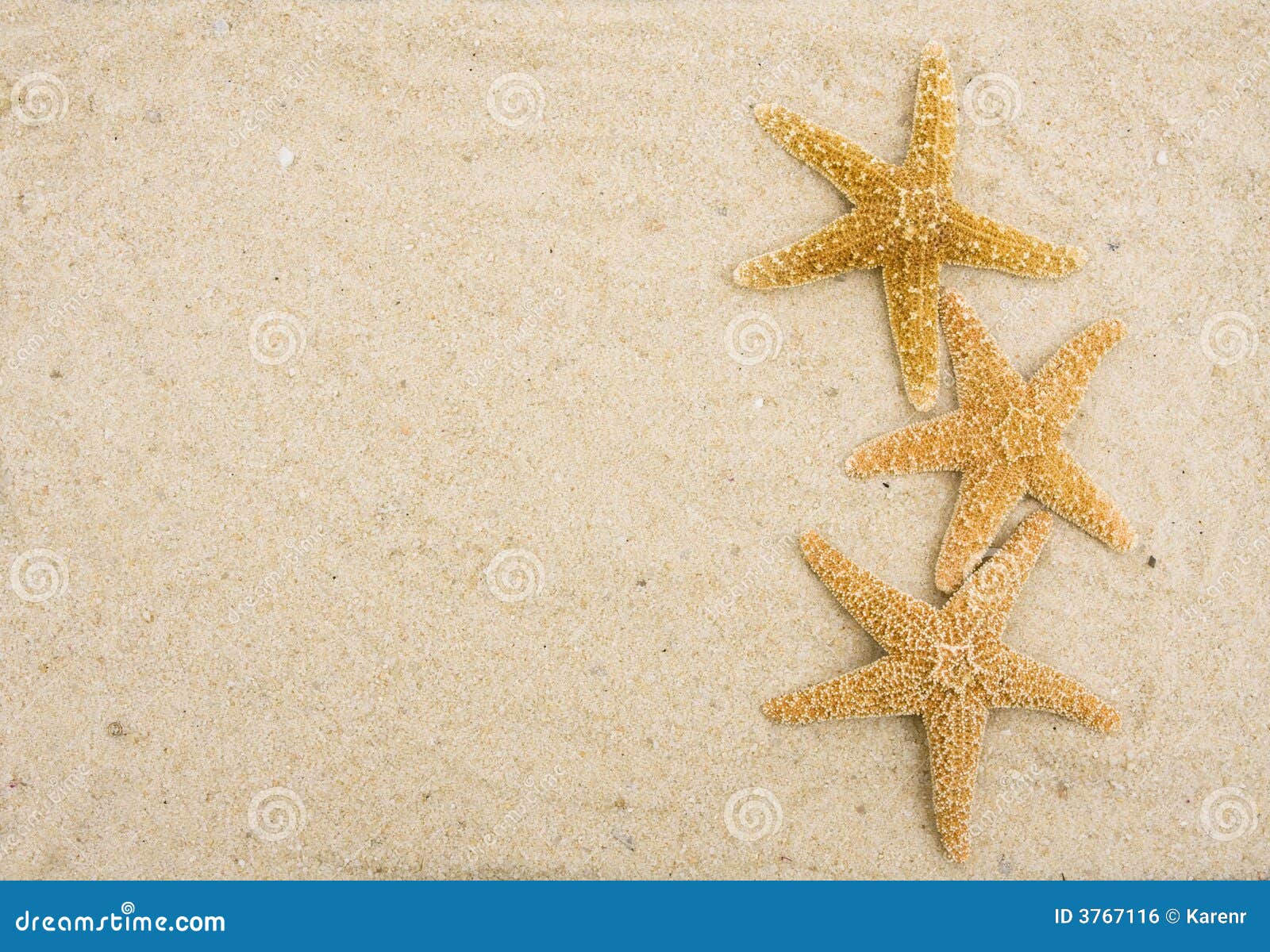 Starfish stock photo. Image of coast, animal, destination - 3767116