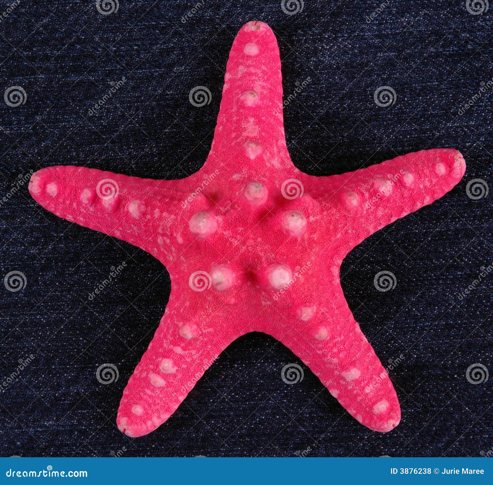 Starfish stock photo. Image of life, crustacean, coral - 3876238