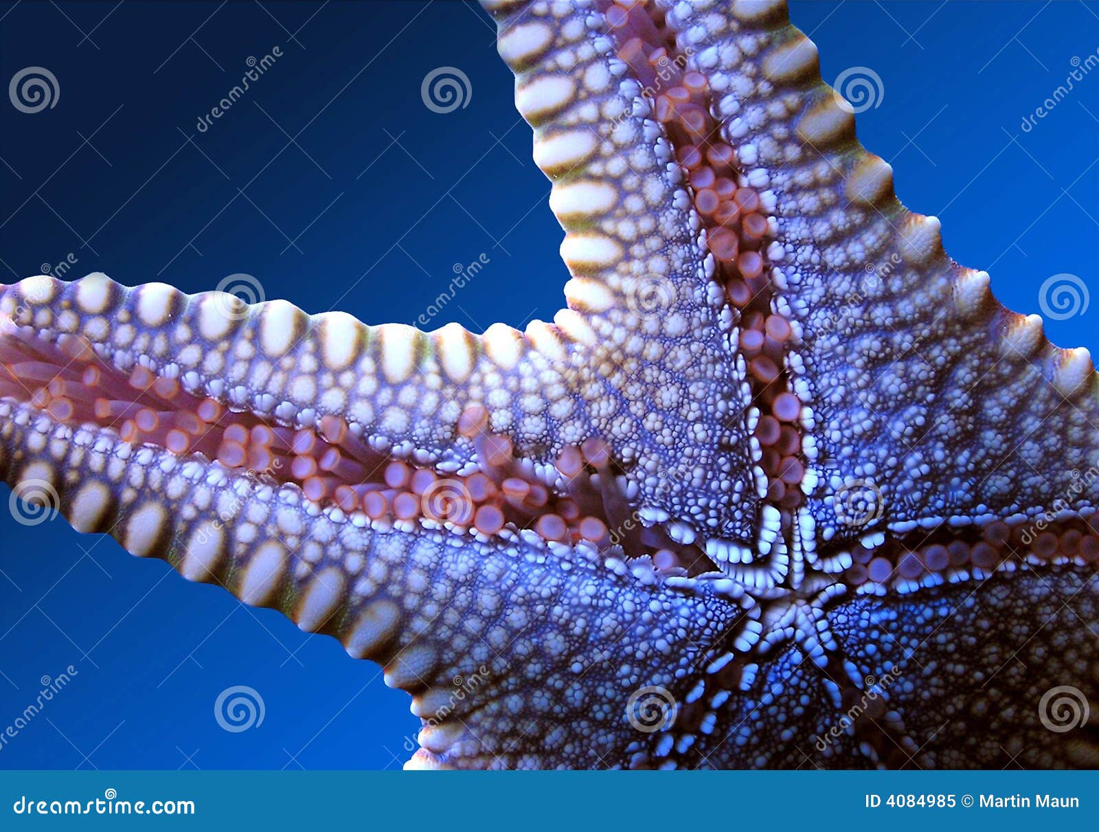 Starfish stock image. Image of tropical, marine, ocean - 4084985