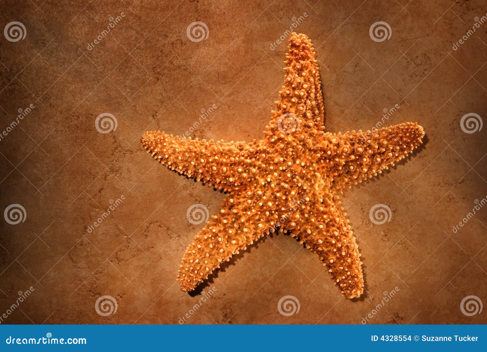 Starfish stock photo. Image of design, star, tropics, sealife - 4328554