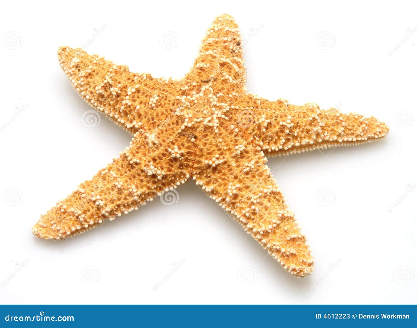 Starfish stock image. Image of aquatic, shell, diving - 4612223