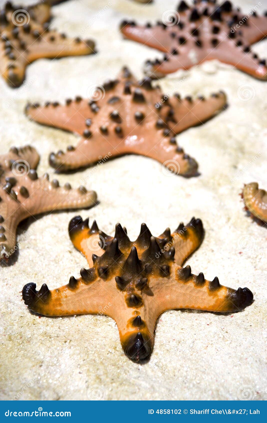 Stranded Starfish Beach Royalty-Free Stock Photography | CartoonDealer ...