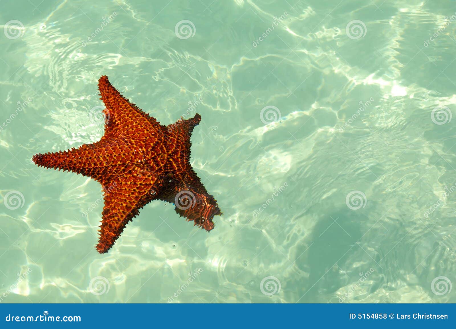 Starfish stock photo. Image of crustacean, abstract, detail - 5154858